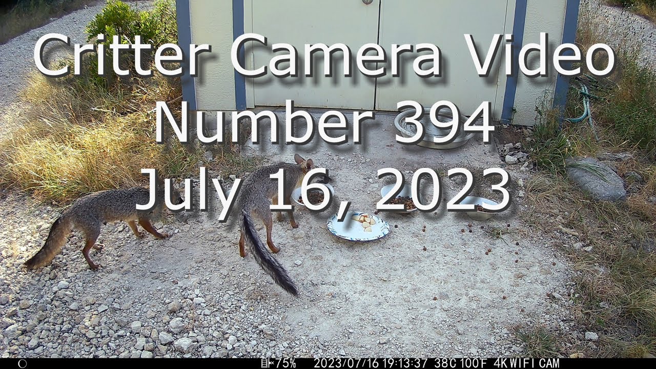Critter Cam Video 394 July 16, 2023 in 4K #CritterCamera #TrailCamera ...