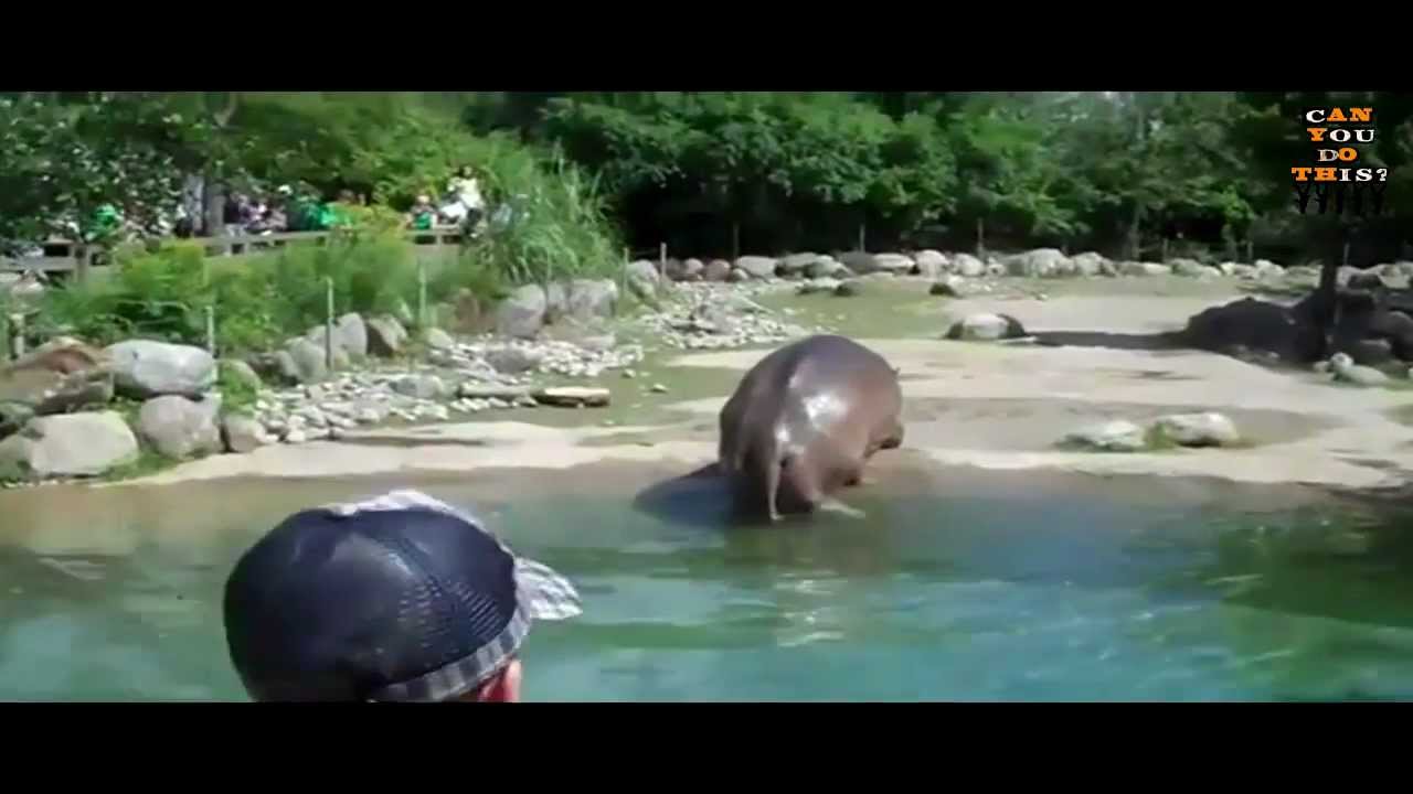 Can You Do This? - Hippo Poo Storm - YouTube