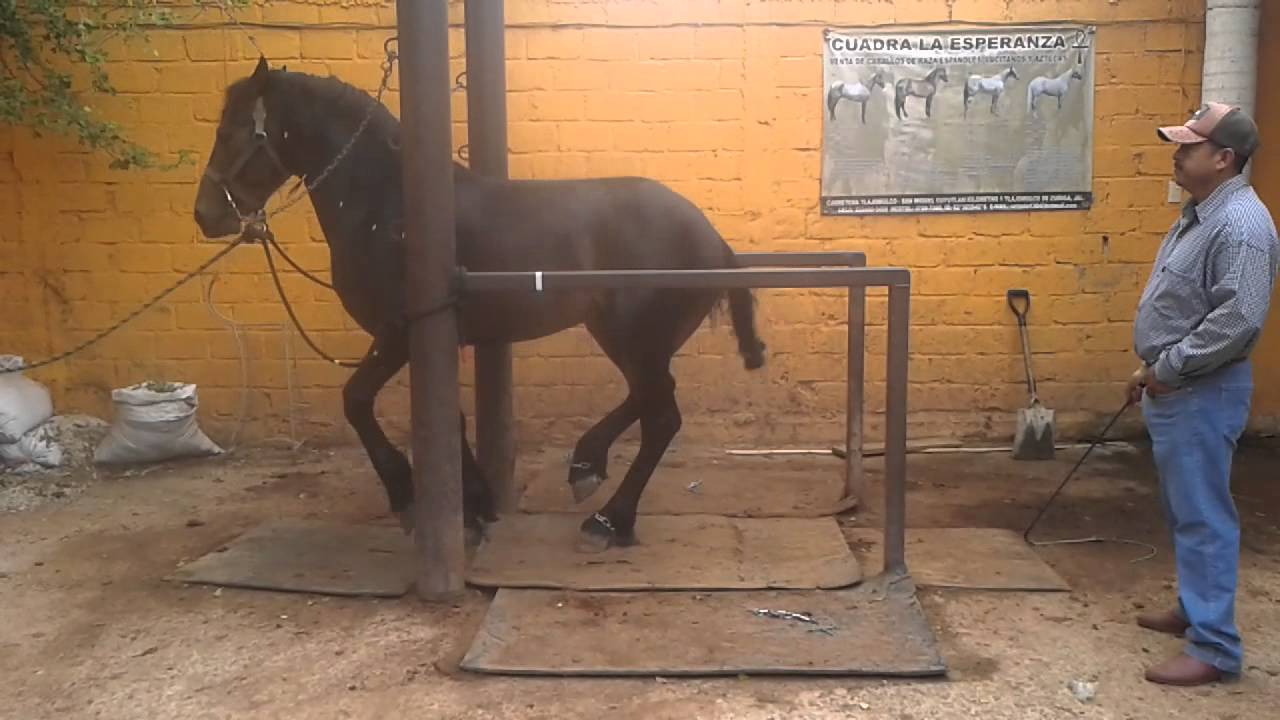 Pedro Leonel, Caballo El Retinto parte 1 - YouTube