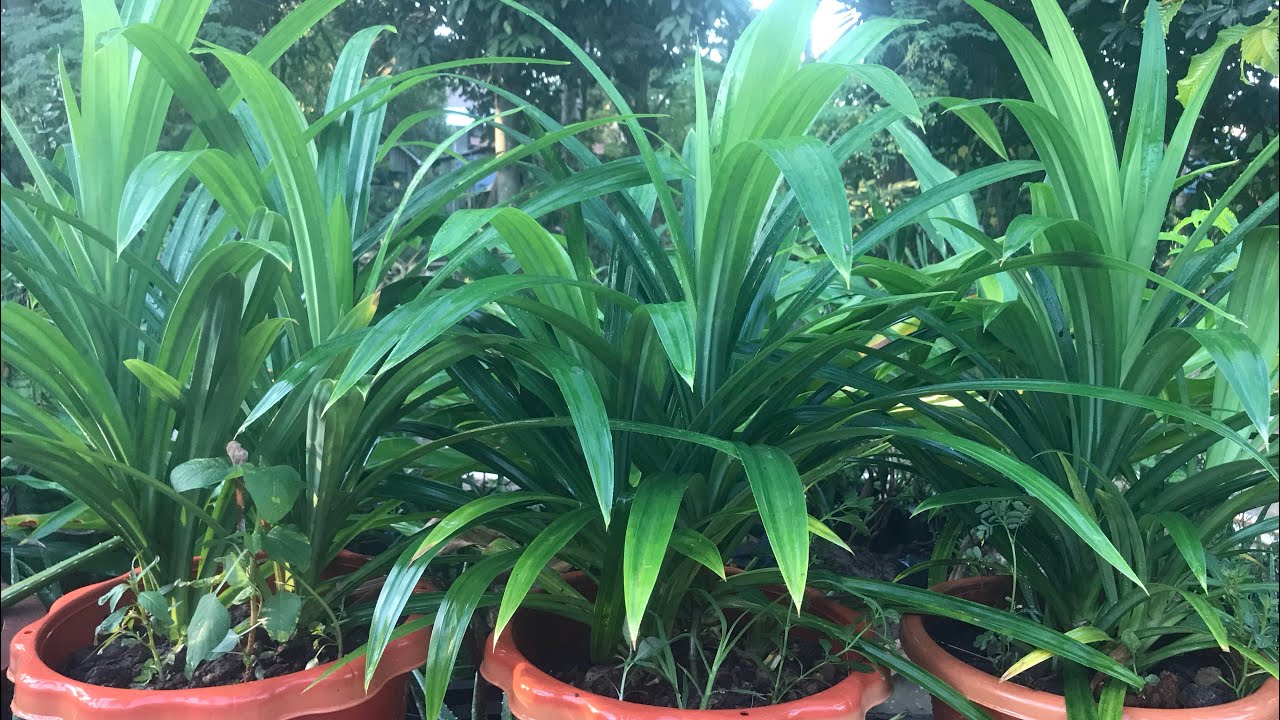 How to Grow pandanus Leaves at Home - YouTube