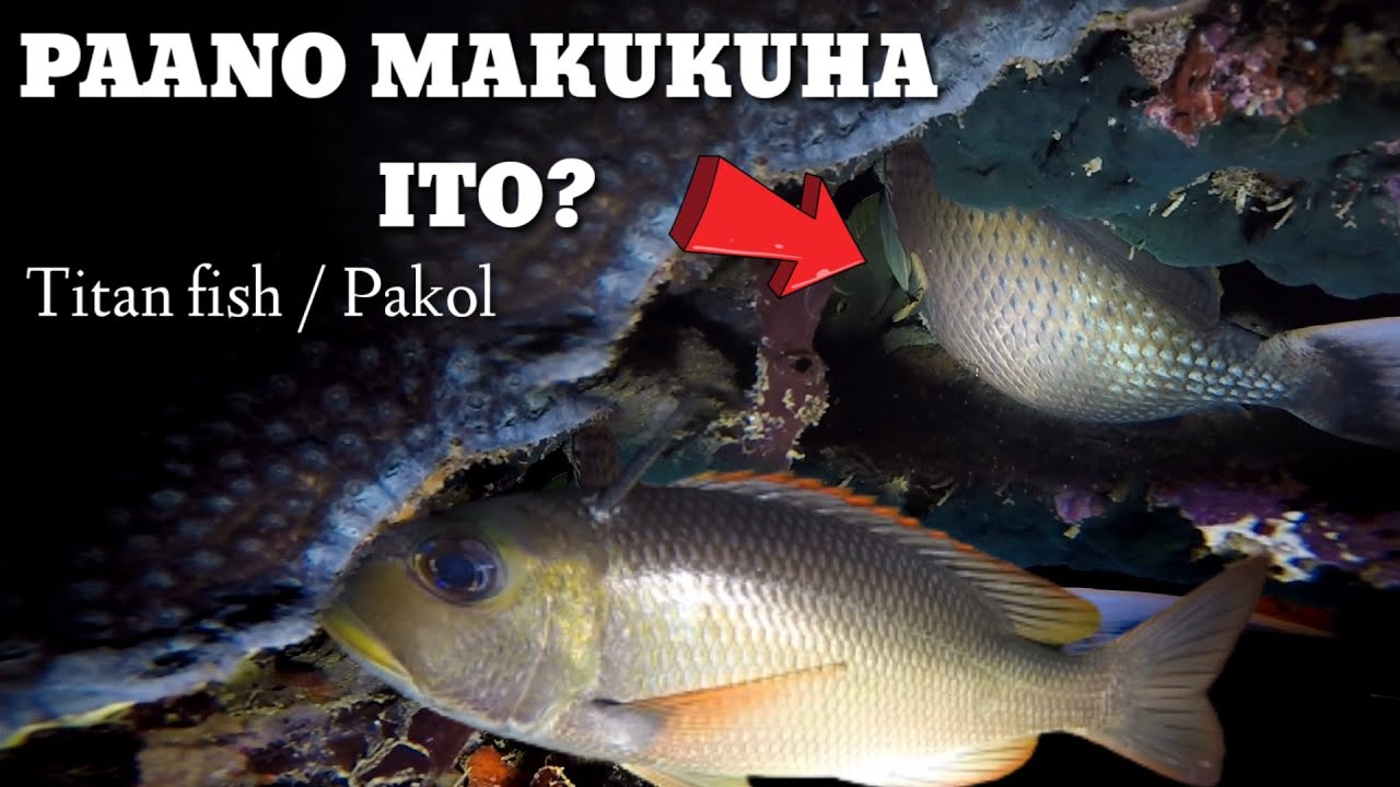 PAANO MAKUKUHA ITO? TITAN FISH/ PAKOL NIGHT SPEARFISHING @BORACAY ...