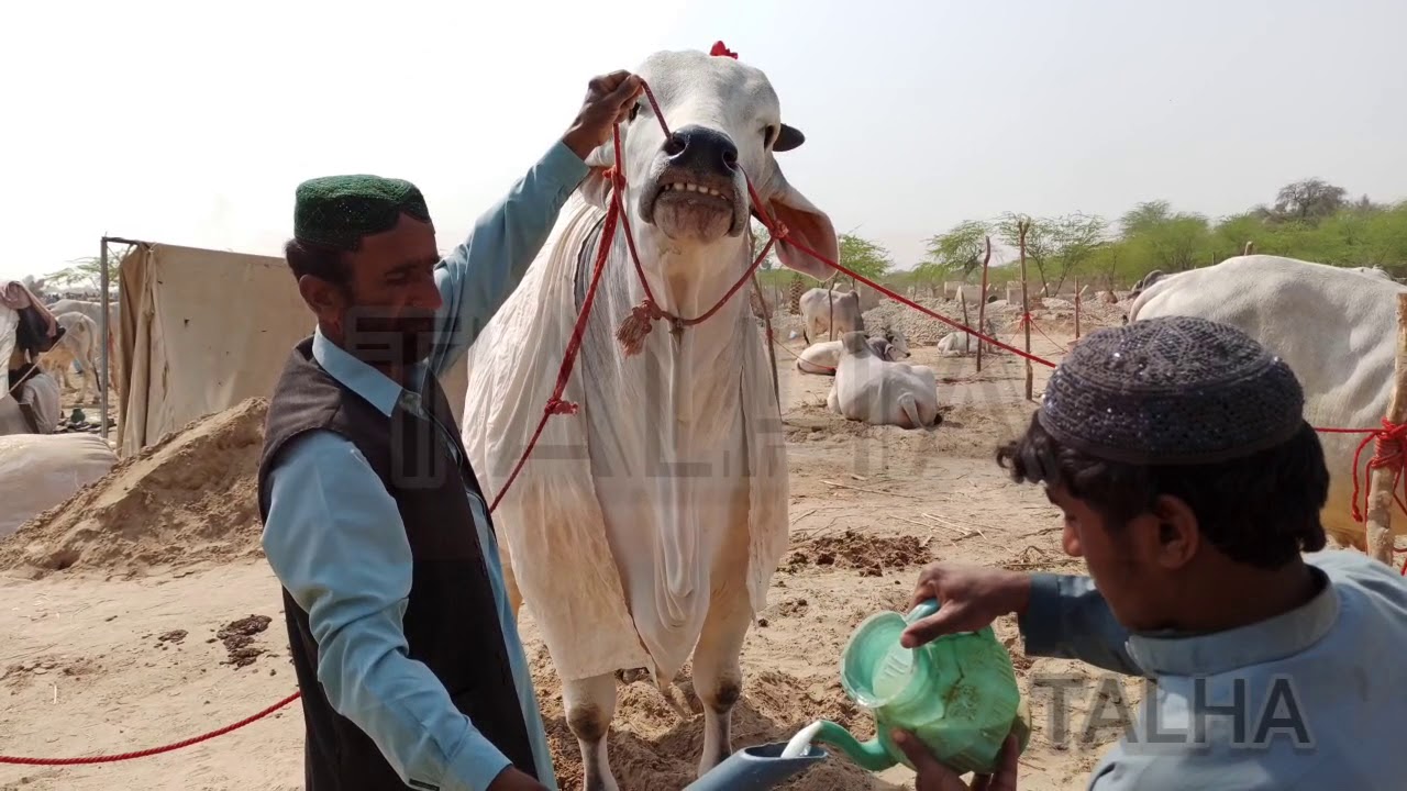 Sibi Mela 2020 | Bhagnari 4 Daant Mela Winner ️ | Milk Drinking | Sibi ...