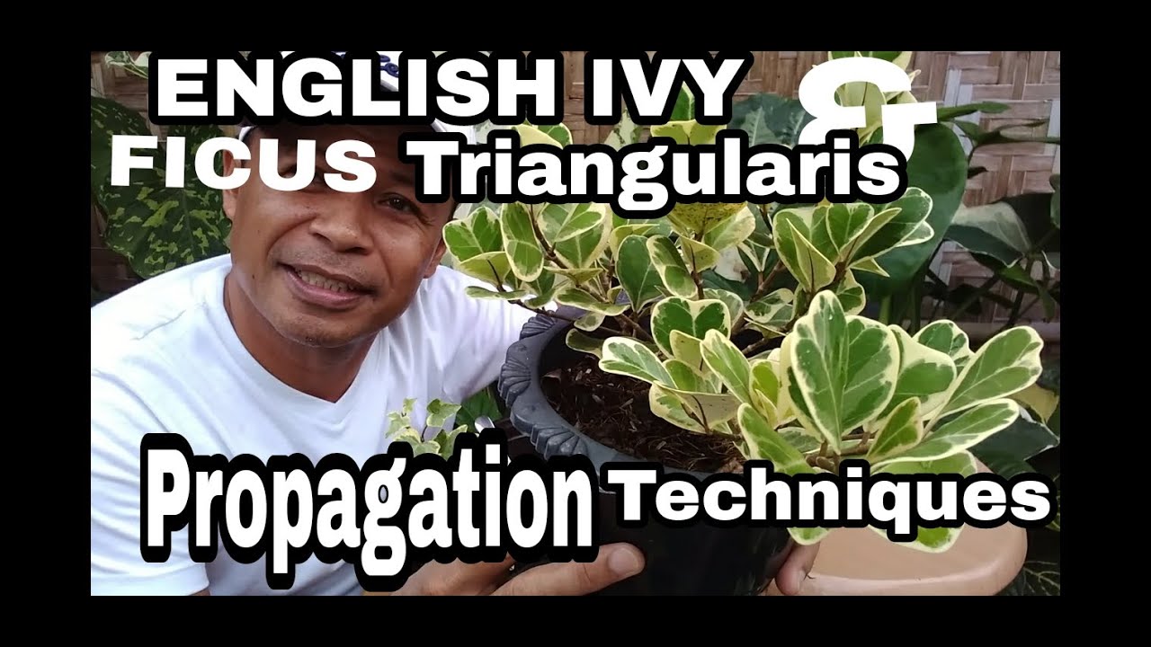 HOW TO PROPAGATE FICUS TRIANGULARIS and ENGLISH IVY? PLANTING TIPS by ...