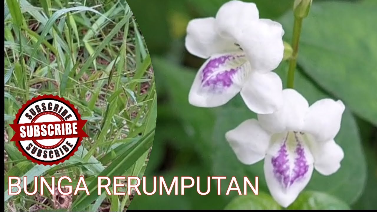GAPTEK nature exploration | Suasana Pagi Di Rerumputan 🇮🇩 #bunga, # ...