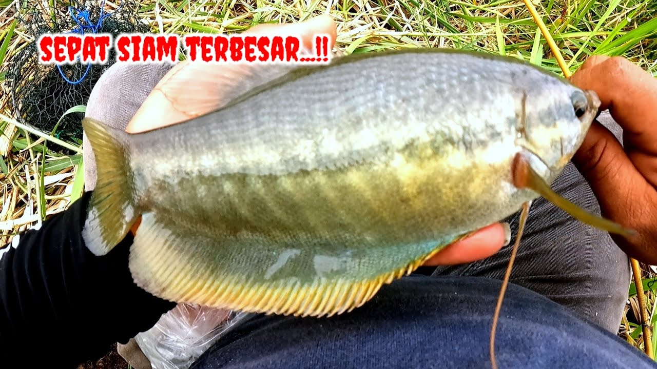 umpan jadi rebutan ikan sepat siam, mancing sepat di rawa airnya jernih ...