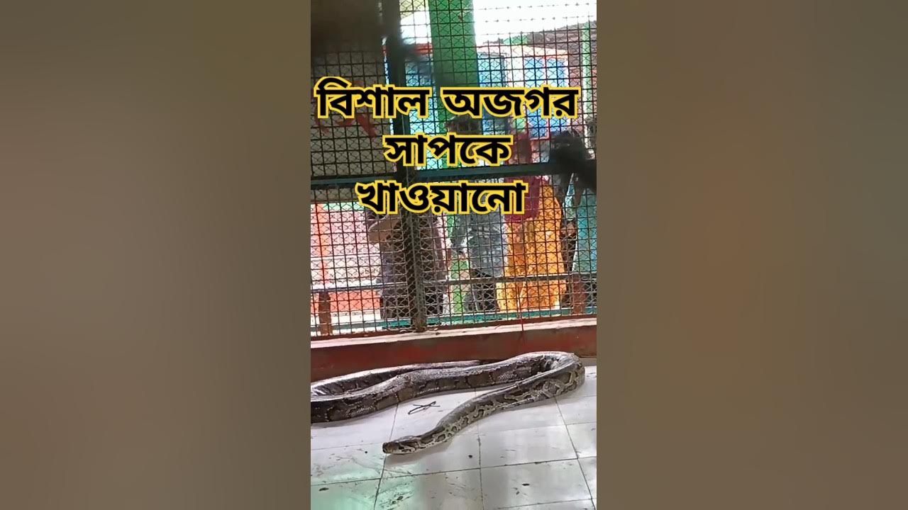 #অজগর #সাপের #খাওয়া #python #pythonsnake #snake #snakevideo #bengali #viralstatus #reel #music ...