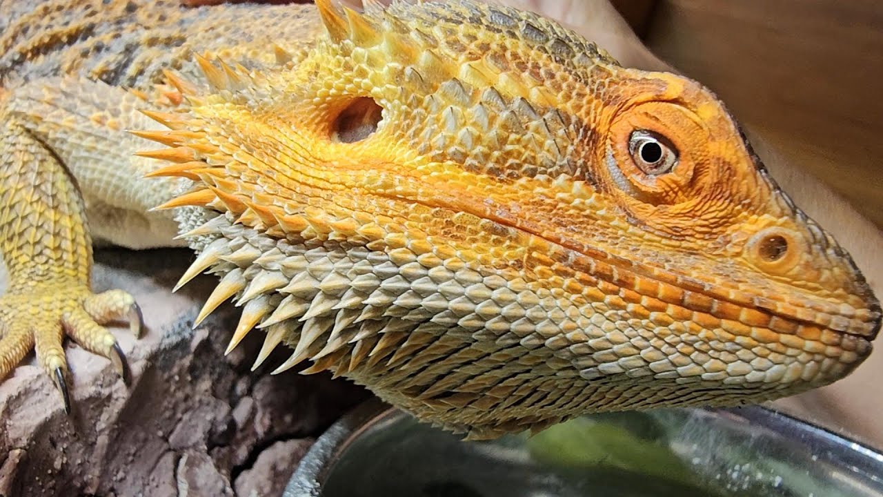 Oogie Boogie eating and pets - YouTube