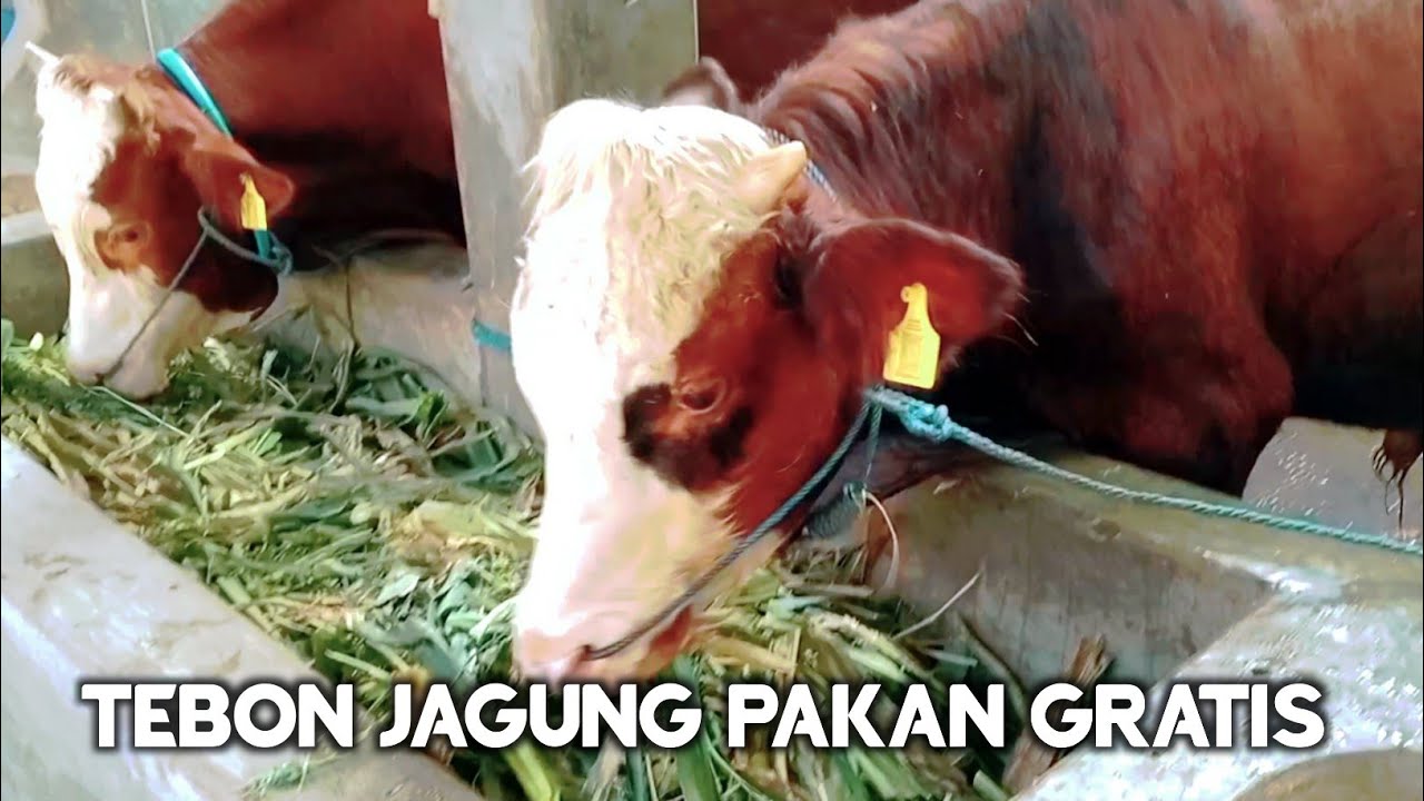 🔵 Sapi Makan Tebon Jagung - YouTube