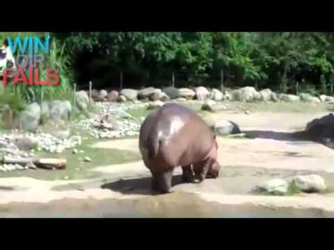 Hipopotamo cagando.flv