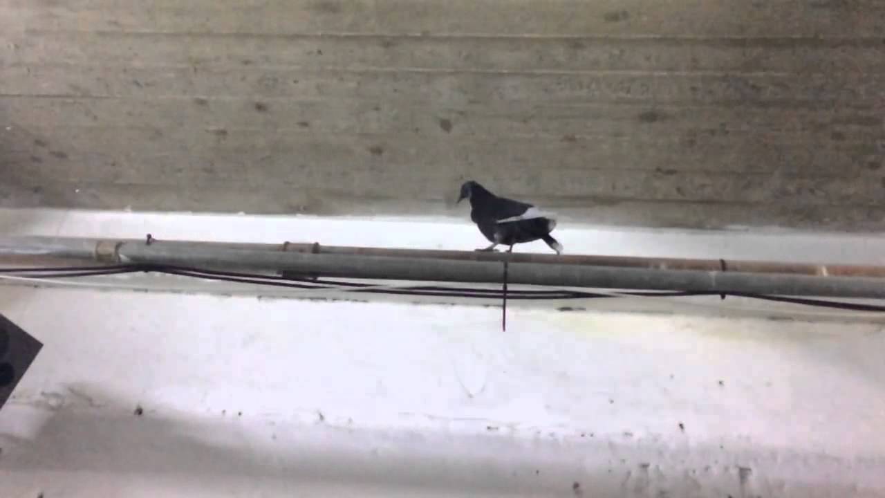 AWA - BIRD - YouTube