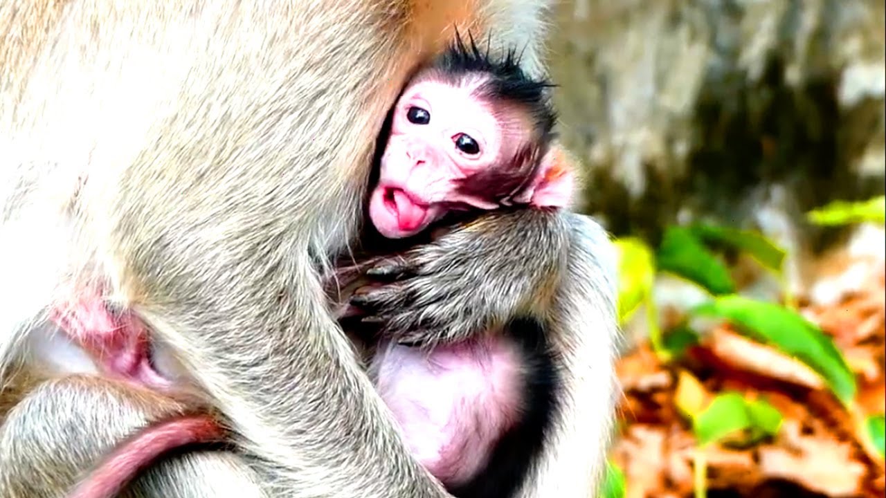 Sarah's newborn baby becomes the happiest monkey ever since her older ...
