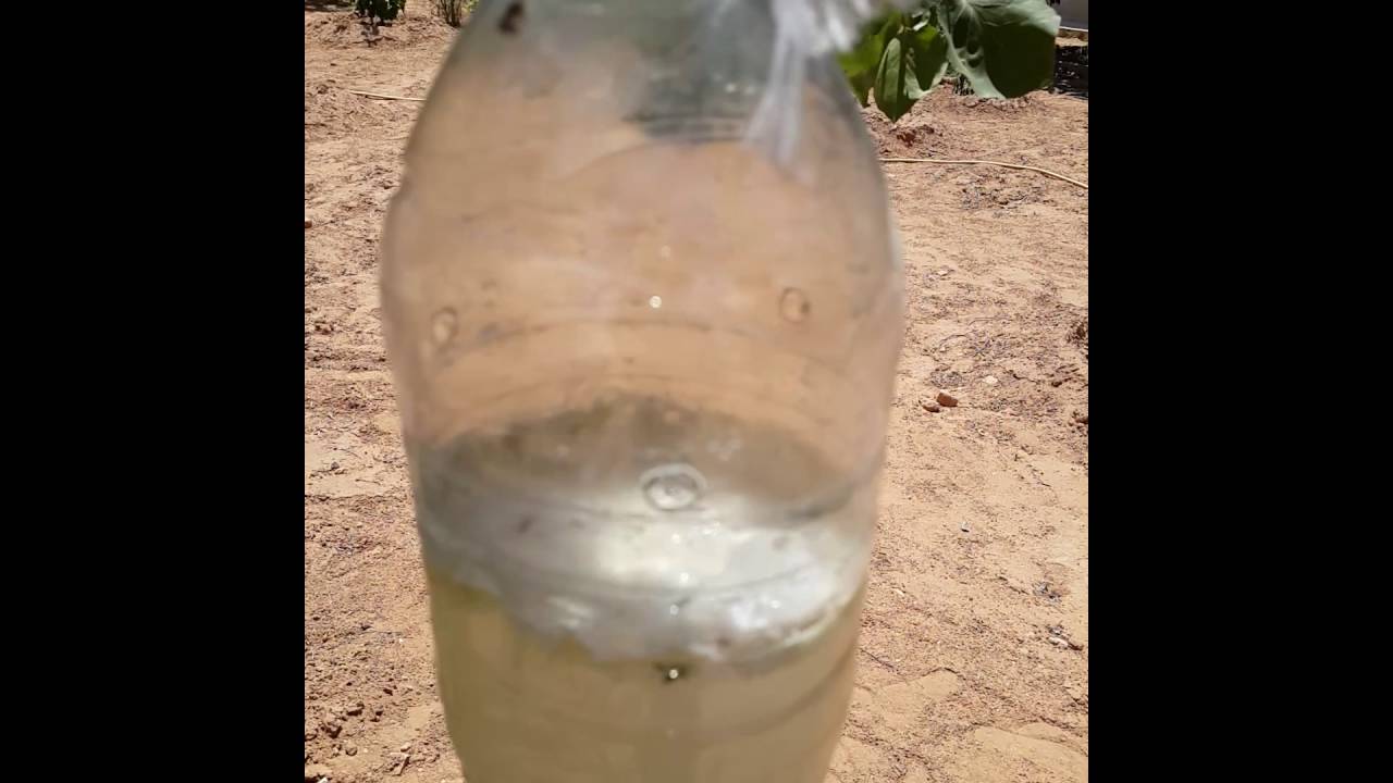 Piège pour les mouches méditerranéennes - YouTube