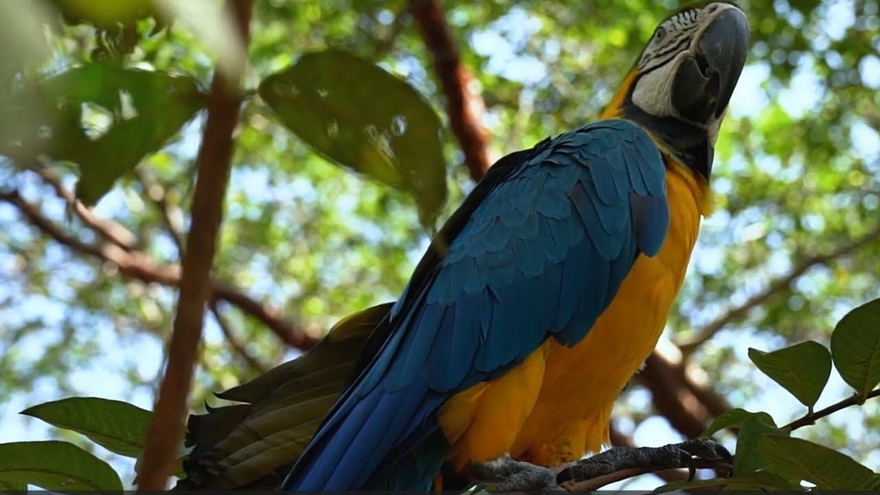 Tropical Birds Singing - 15 Minutes of Exotic Rainforest Sounds for ...