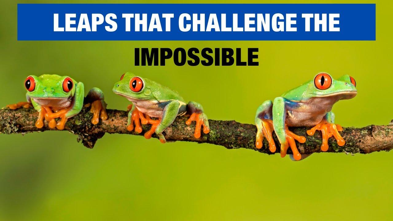 HOW DOES A RED EYED TREE FROG EXCEL IN THE ART OF JUMPING - YouTube