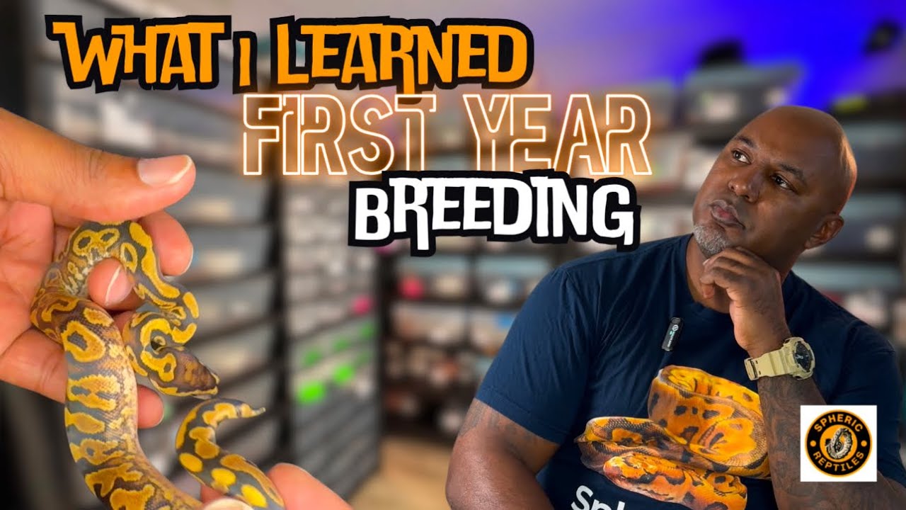 What I Learned As A New Ball Python Breeder 🐍 - YouTube