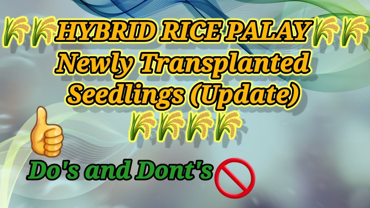 Dapat GAWAIN Matapos MAKAPAGLIPAT TANIM NG HYBRID RICE PALAY..SL7H ...