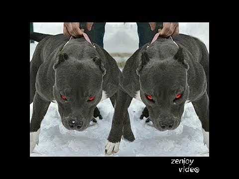 Itlar rasmlari - YouTube