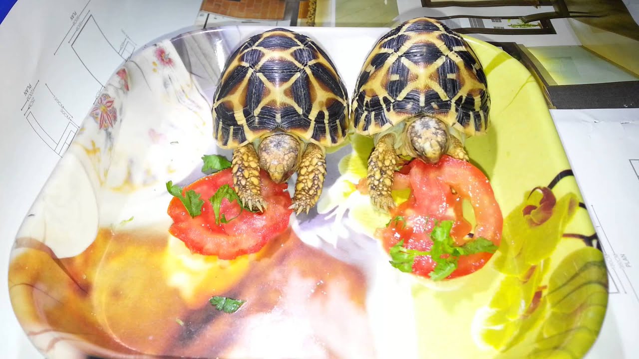 Indian Star tortoise eating - YouTube