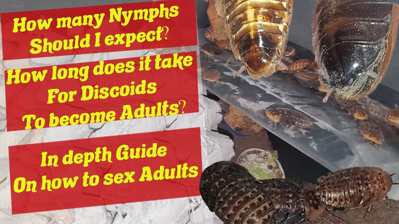 Discoid Roach Colony - Sex Roaches and Large Nymphs - Discoid roach Care - Breed Discoid Roaches ...