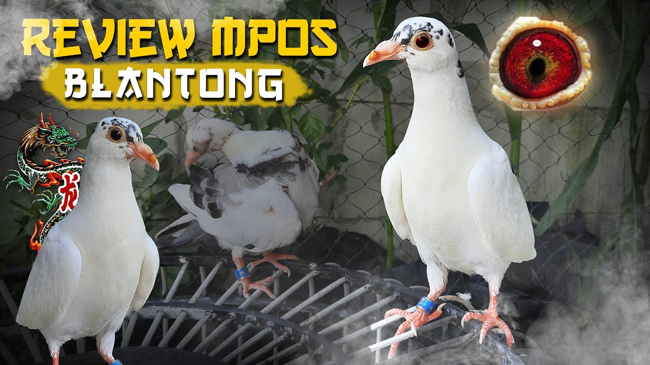 REVIEW MERPATI POS BELANTONG ALIAS PLONTANG - YouTube