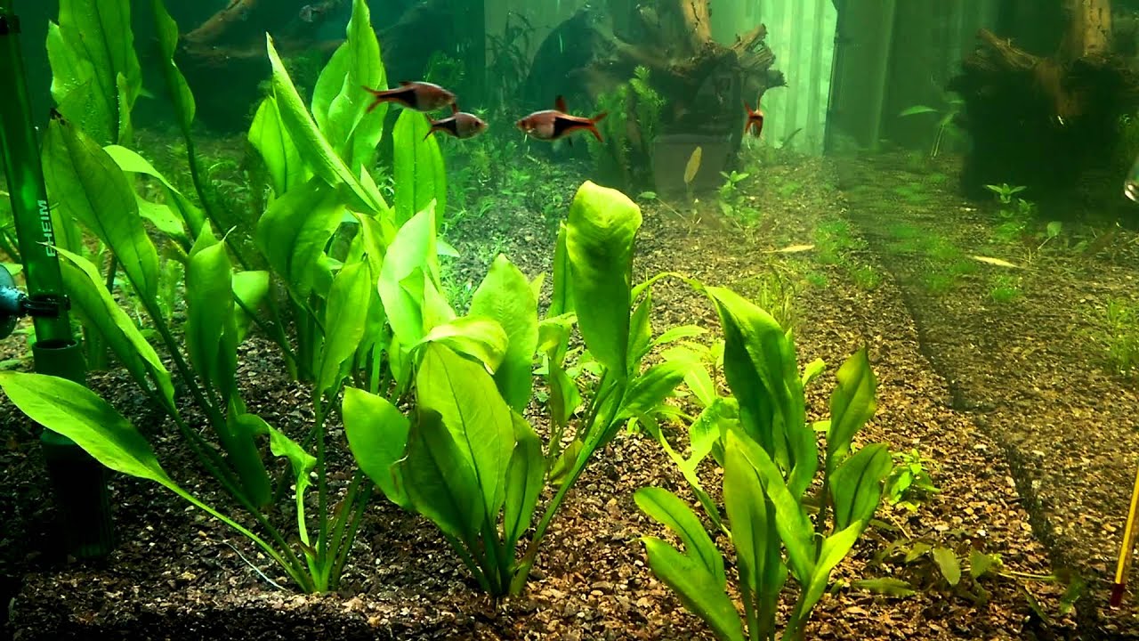 Rasbora heteromorpha breeding - YouTube