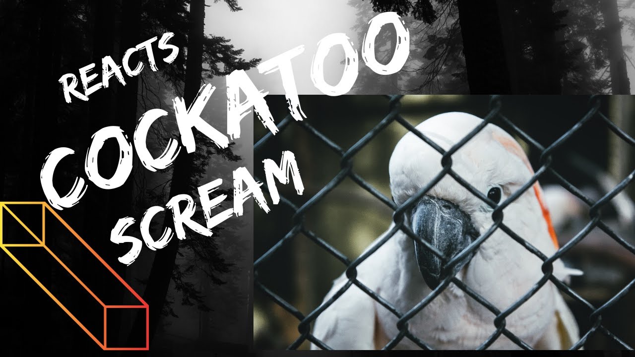 COCKATOO HEARS and screams - YouTube