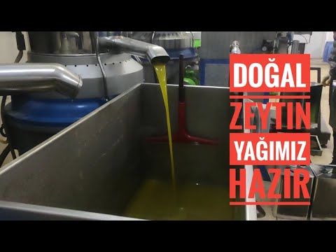 GÜNDÜZ İNEK GECE ZEYTİN YAĞI MESAİ BİTMİYOR