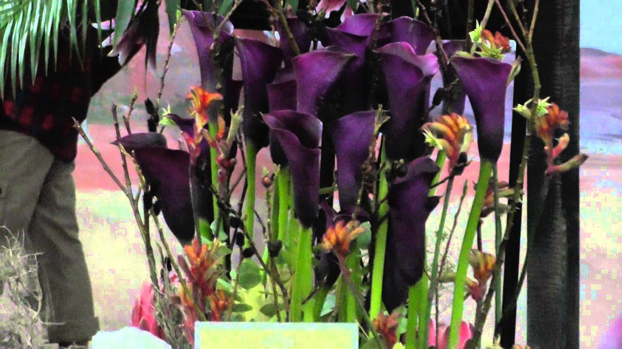 Calla Lily "Captain Prado" - Purple Calla Lilies - YouTube