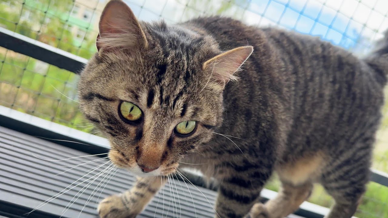 "I'm the king of the catio" - YouTube