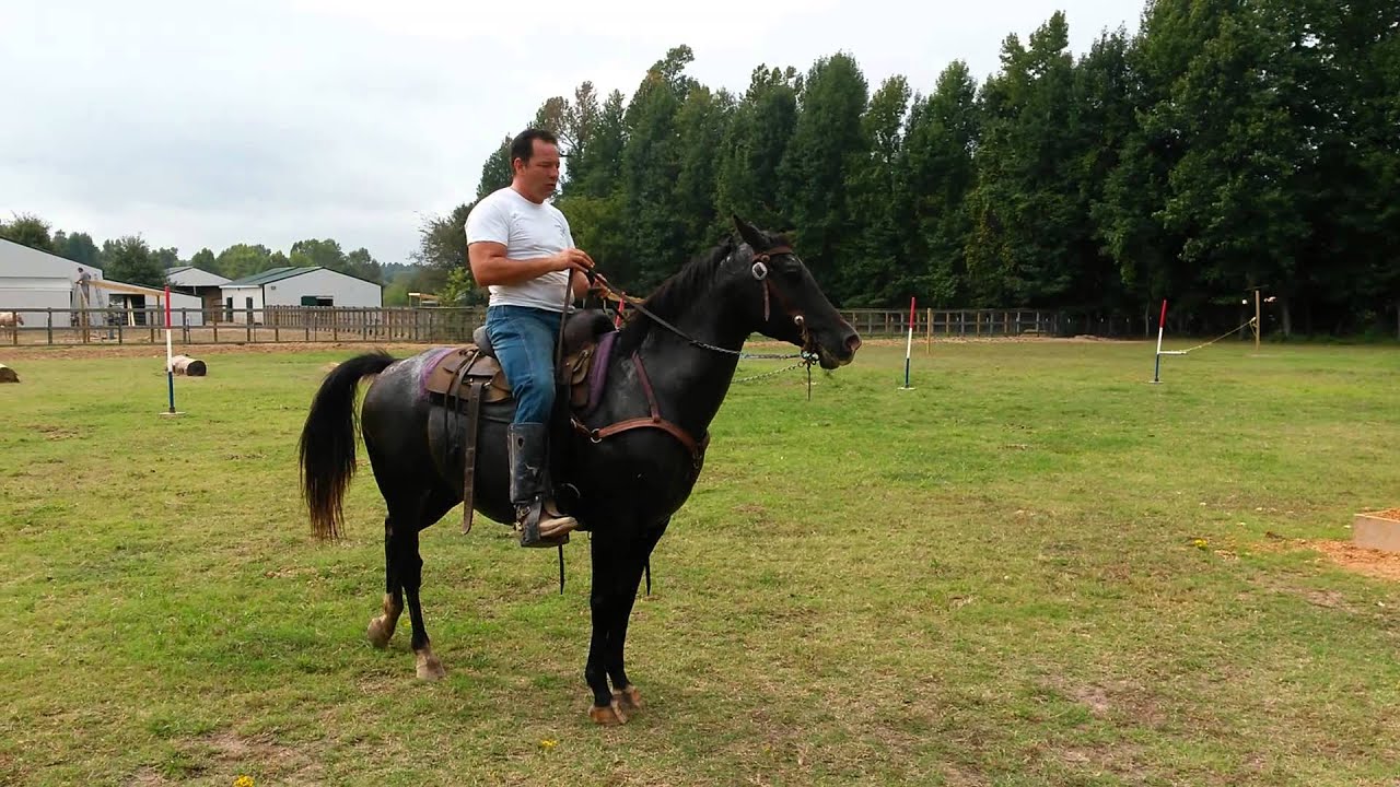 Black gelding jumping - YouTube