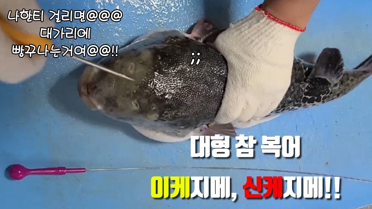 바다먹거리)trim sea food)복어 손질, Trim eyespot puffer - YouTube