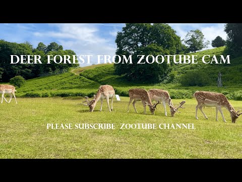 Deers in the  Beautiful zoopark! | The zootube cam