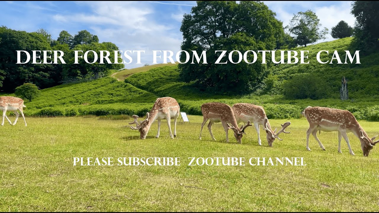 Deers in the Beautiful zoopark! | The zootube cam - YouTube