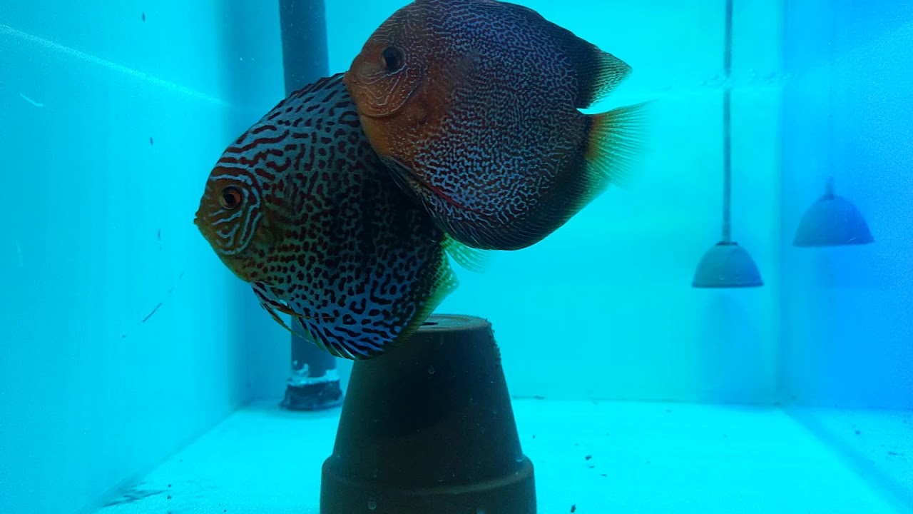 Ring Leopard x Penang Eruption discus fish fry ( day 3 ) - YouTube