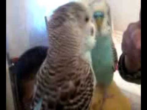 dünyanın en marifetli kuşu