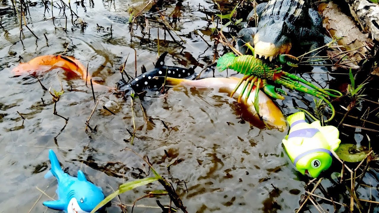 CATCH slayer koi fish, kok fish, goldfish, crocodile, nemo fish, whales ...