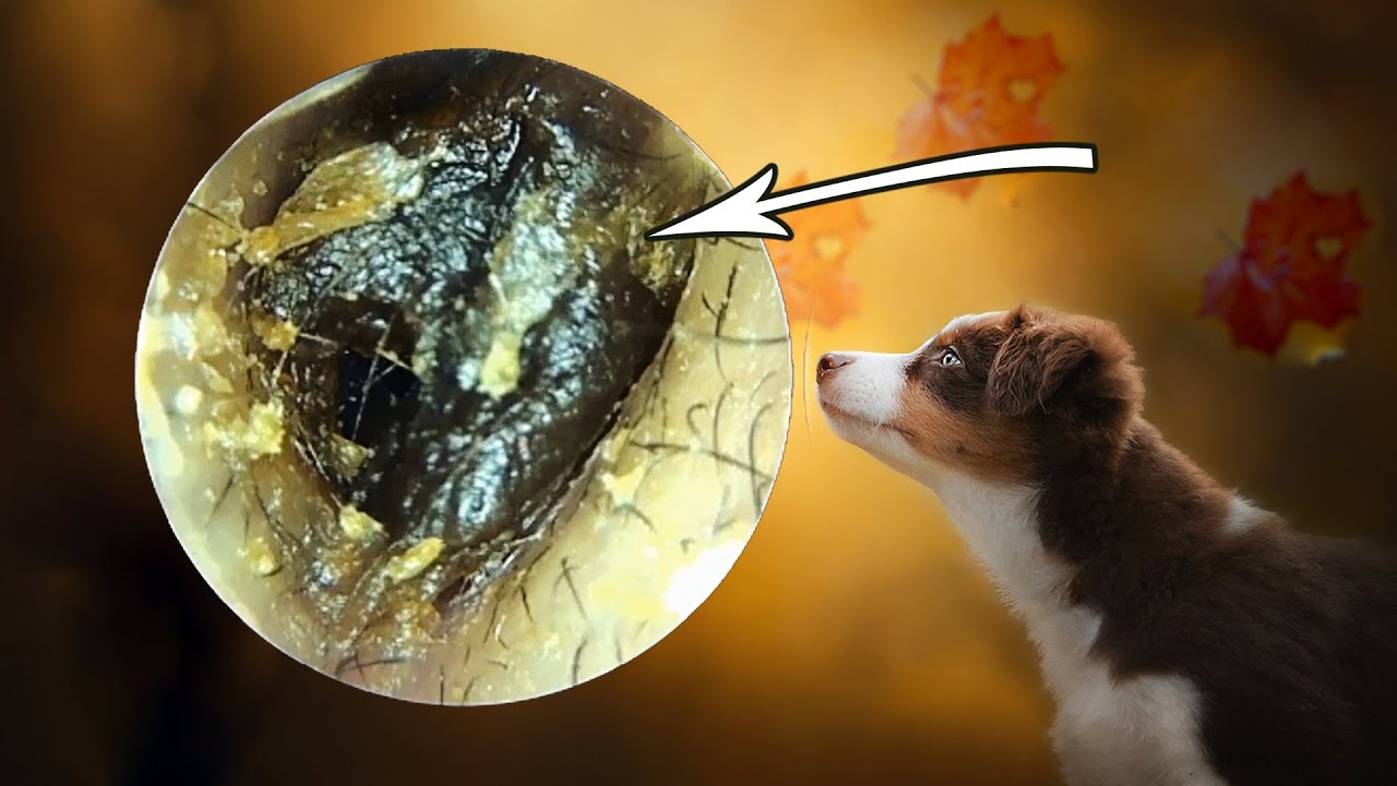 귀지 애니메이션을 제거하는 방법 how to remove ear wax animation [Clinning Ears ...