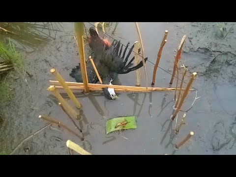 tikling trap using bamboo stick || amizing bamboo trap to catch tikling ...