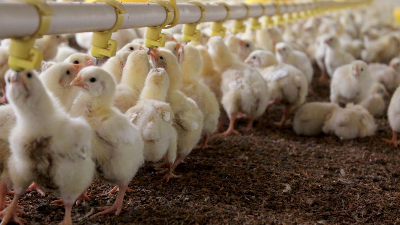 Cría de Pollos: Recibimiento de los Pollitos en el Galpón - YouTube