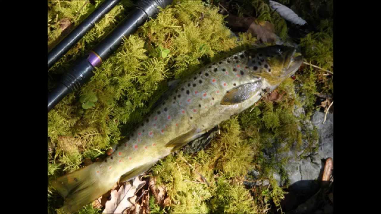 Pêche de la truite fario au toc dans des ruisseaux des Pyrénées, mois ...