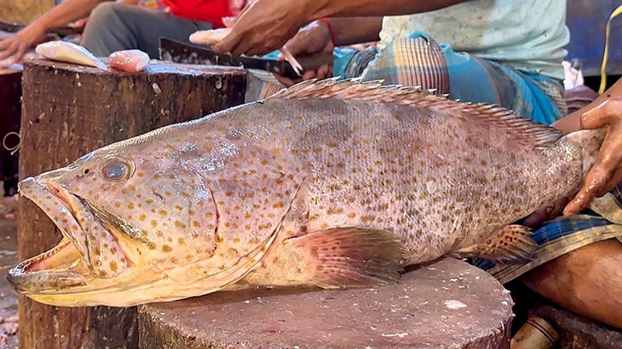 Great grouper Fish Cutting Skills Live In Fish Market || Fish Cutting ...
