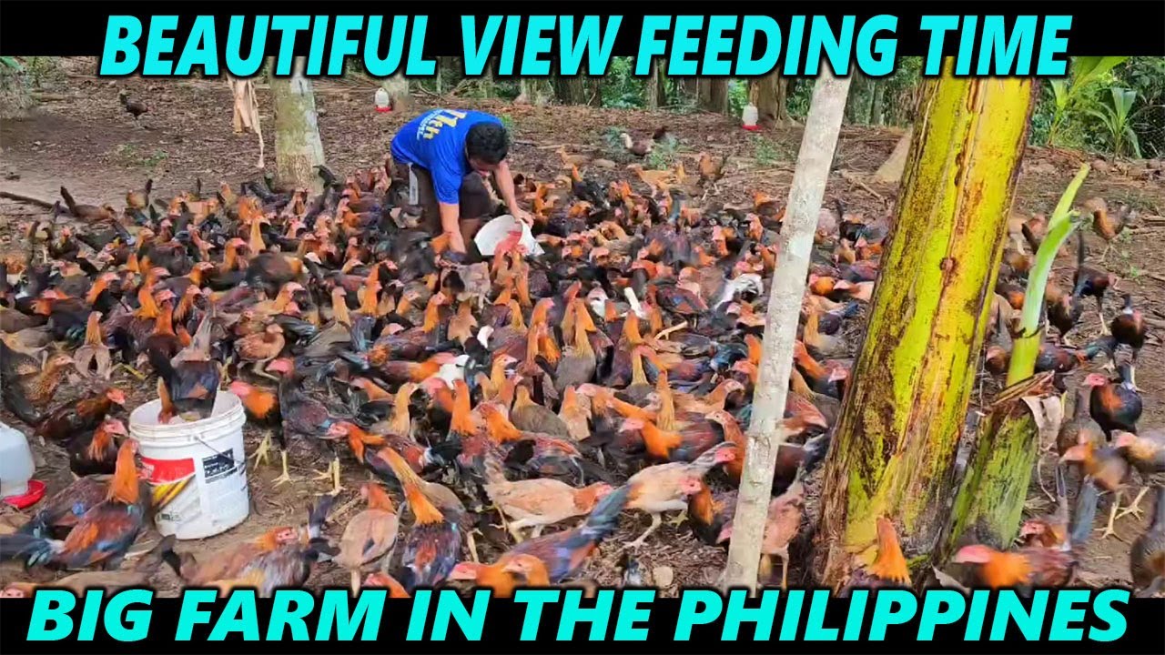 Beautiful View Best Farm in The Philippines - Ki Farm Chicken Farming ...