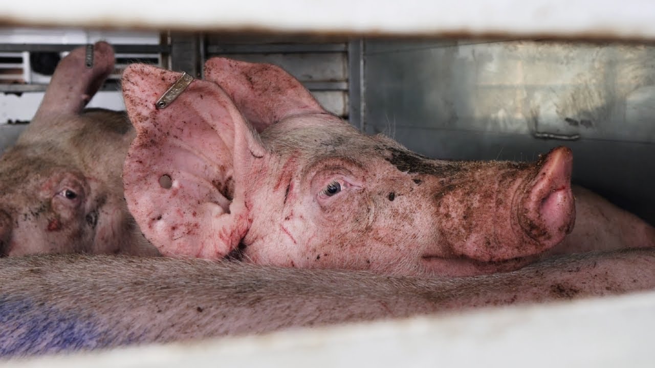 Witnessing Pigs' Final Moments Before Slaughter - YouTube