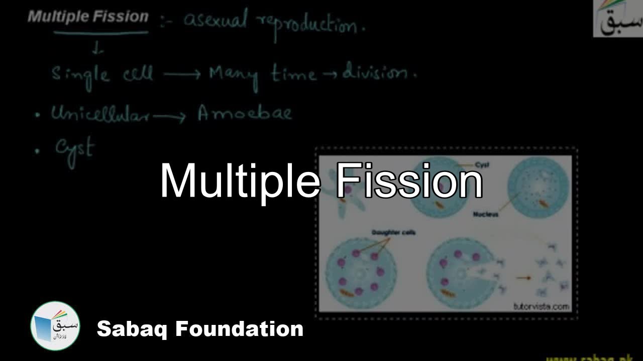 Multiple Fission In Bacteria
