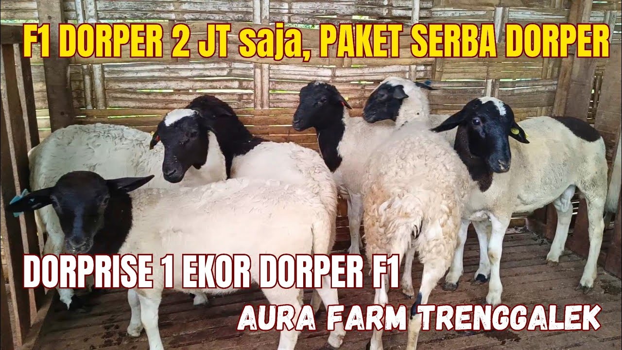 HARGA DOMBA DORPER F1 2 Juta, PAKET BREEDING SERBA F1 DORPER, AWASSI ...