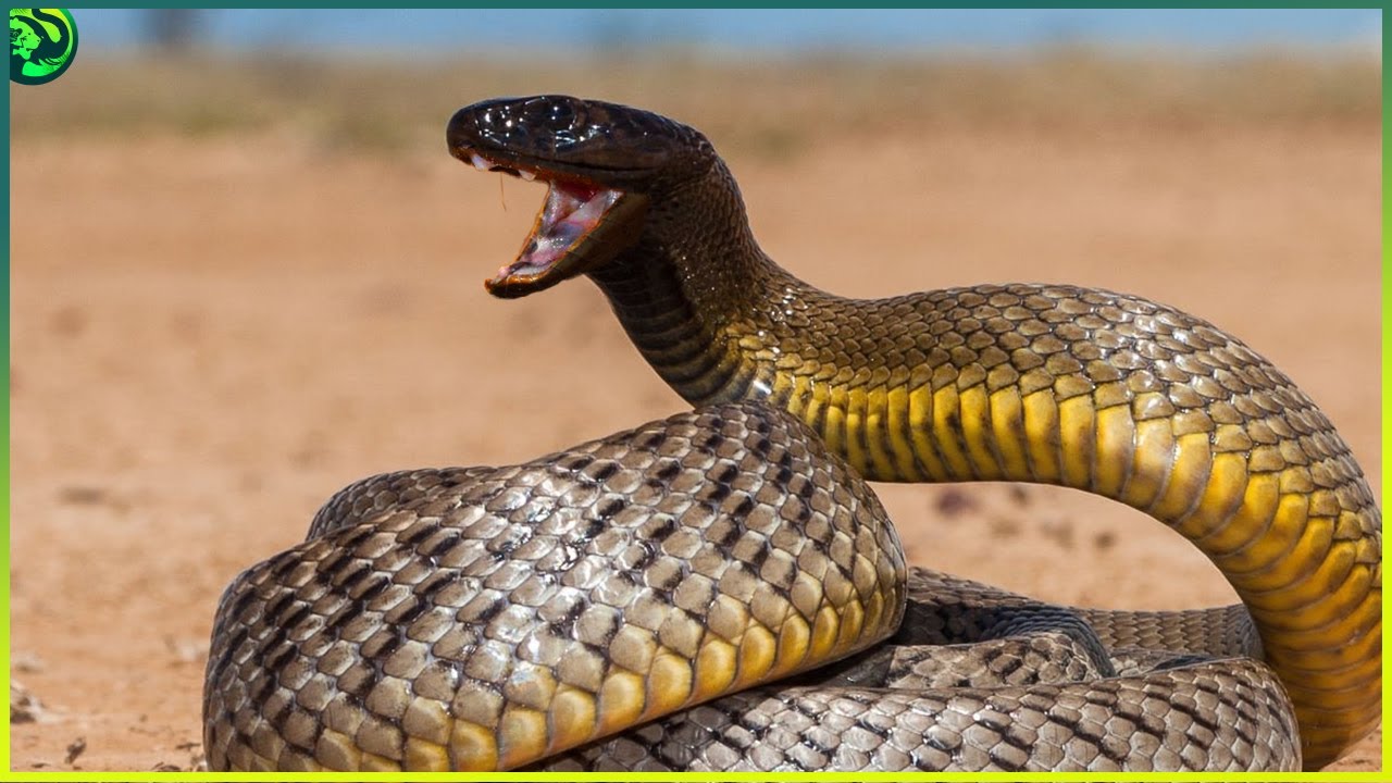15 Deadliest Snakes From Snake Kingdom Youtube Tiger Snake Wikipedia
