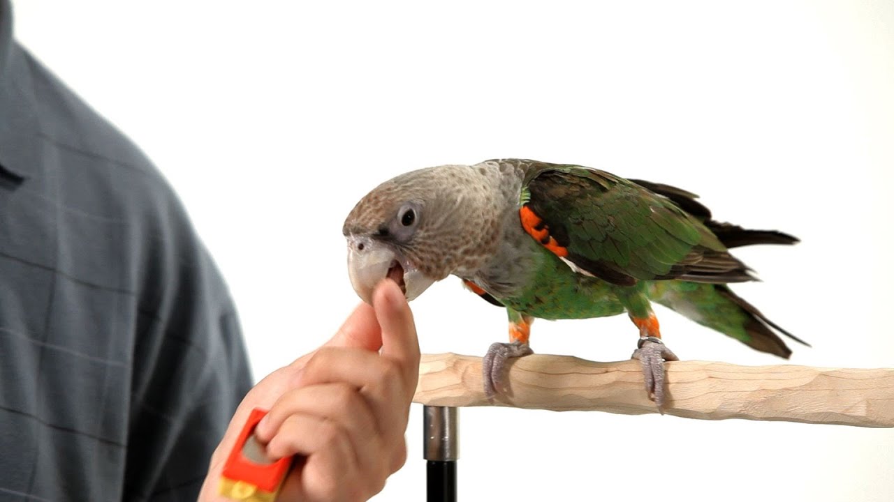 How to Teach Parrot to Shake Head No | Parrot Training - YouTube