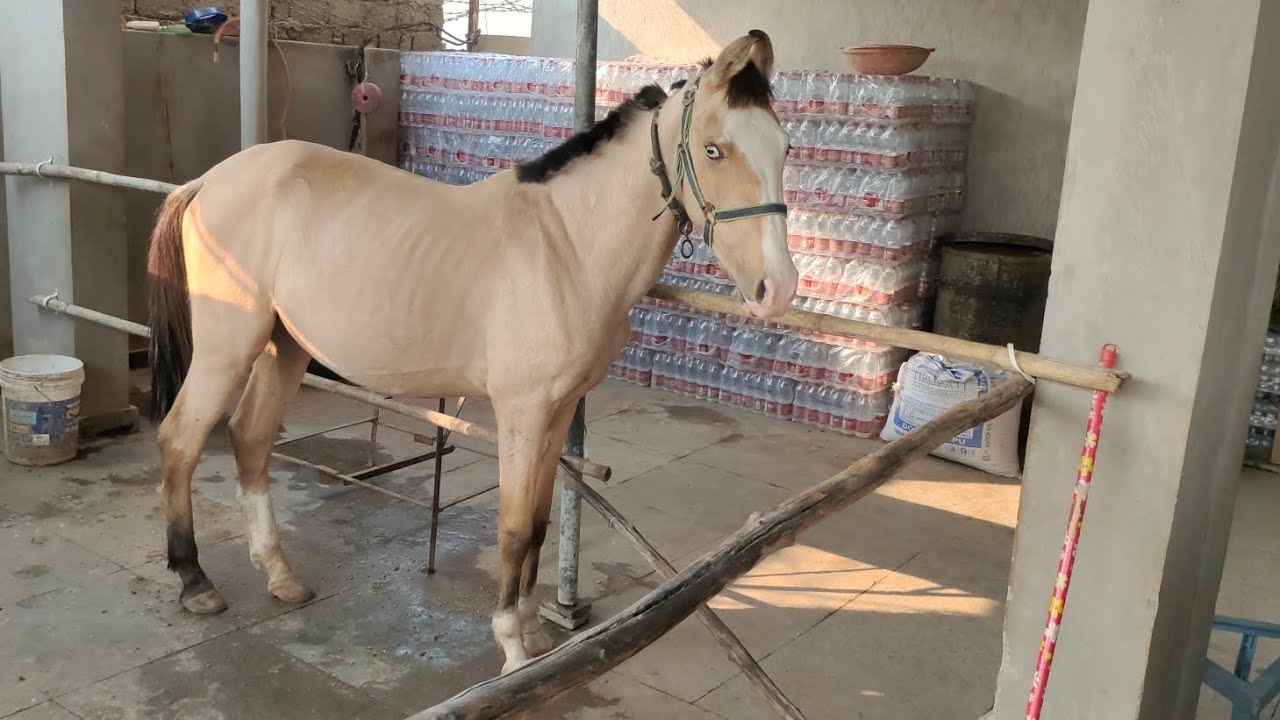 kathiyawad aur marwadi ghoda in Hyderabad | saste ghode | golden colt ...