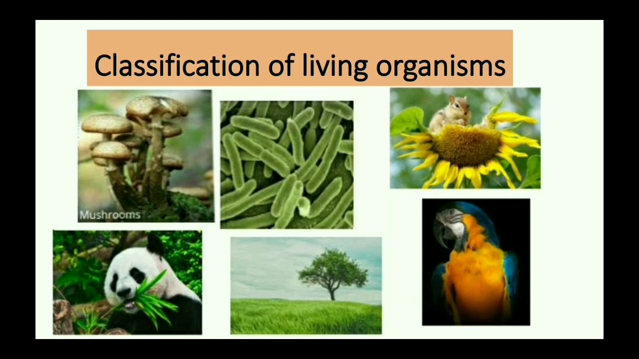 Classification of Living Organisms, In English, Biology, Five kingdom ...