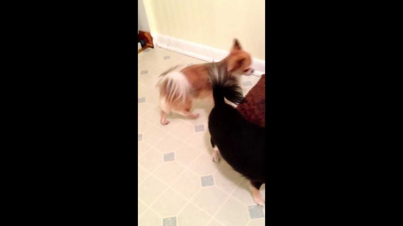 Cutie Pies 🐶 Youtube